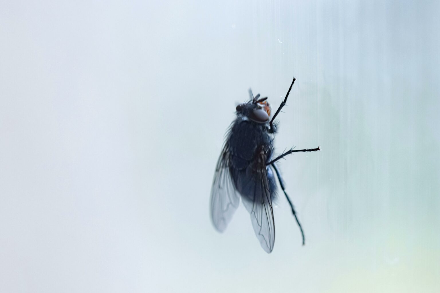 Flyscreens vs Crimsafe | Which Screen Keeps You Safer?